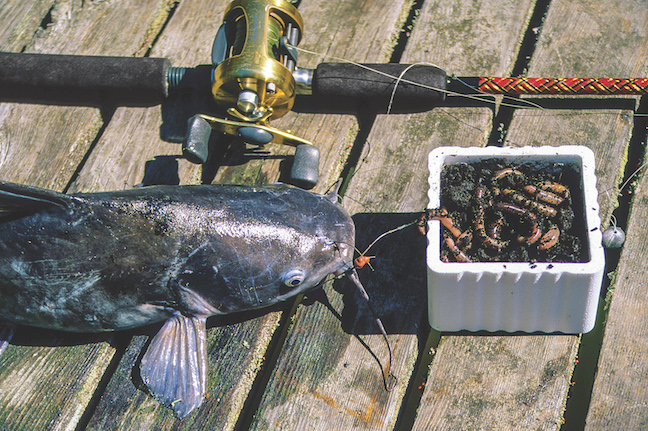 What is the best bait for catfish in the winter?