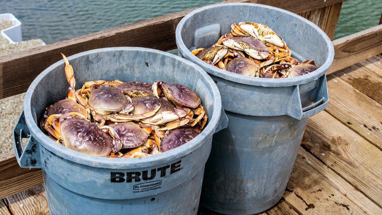 What is the best bait for crabbing?