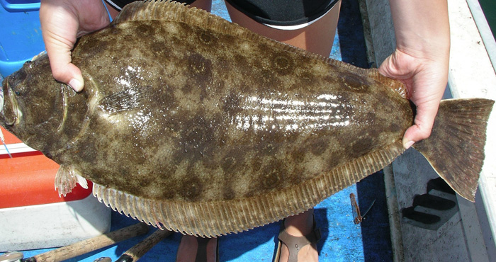 What is the best bait for flounders?