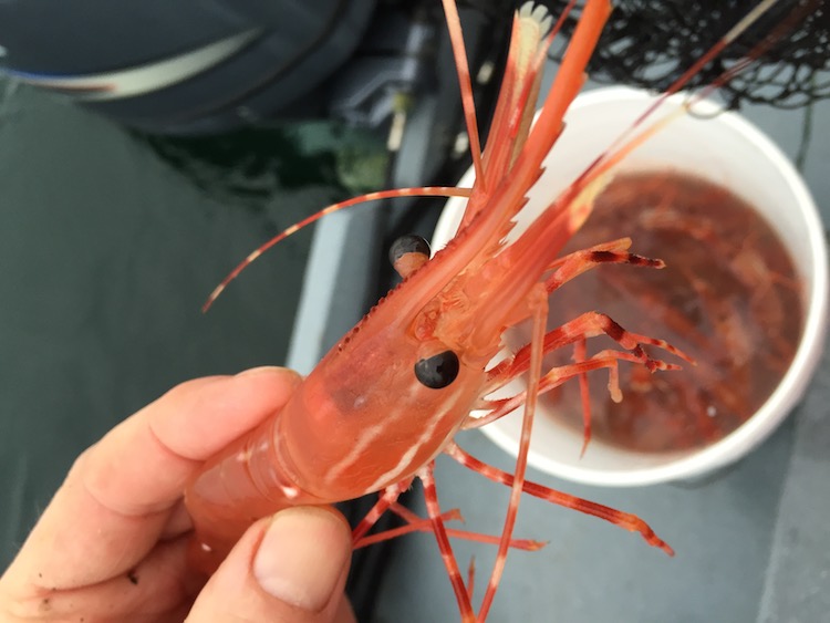 What is the best bait for spot prawns?