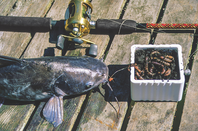 What is the best catfish bait for cold water?