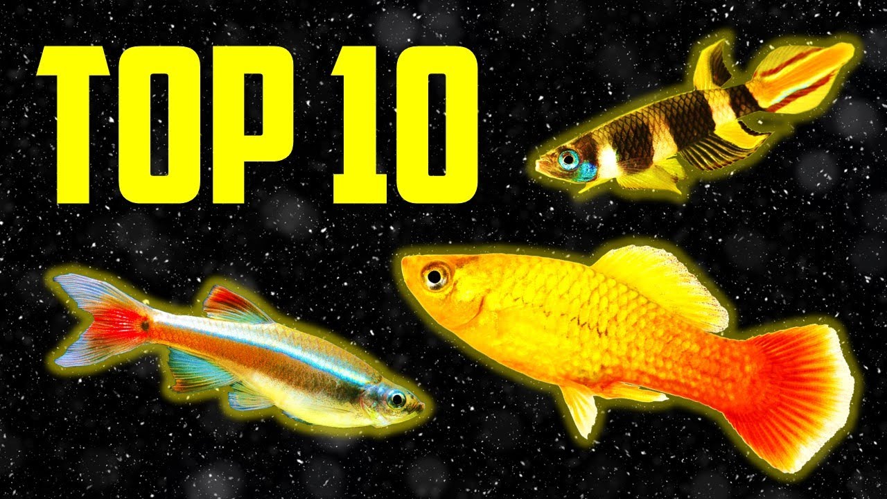 What is the best cold-water fish?