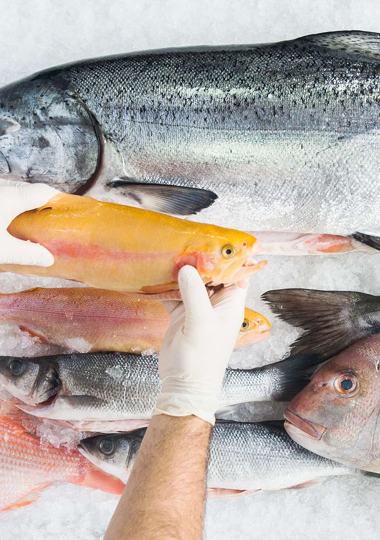 What is the best day to buy fish?