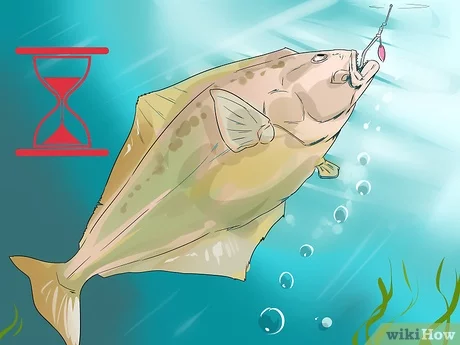 What is the best depth to catch halibut?
