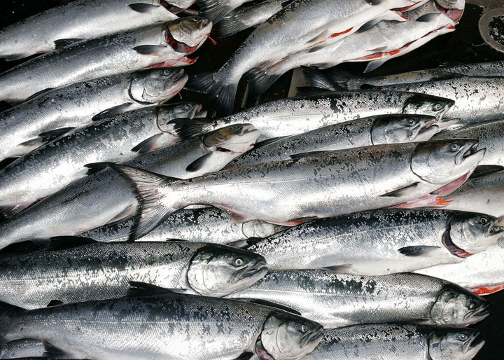 What is the best eating fish in Alaska?