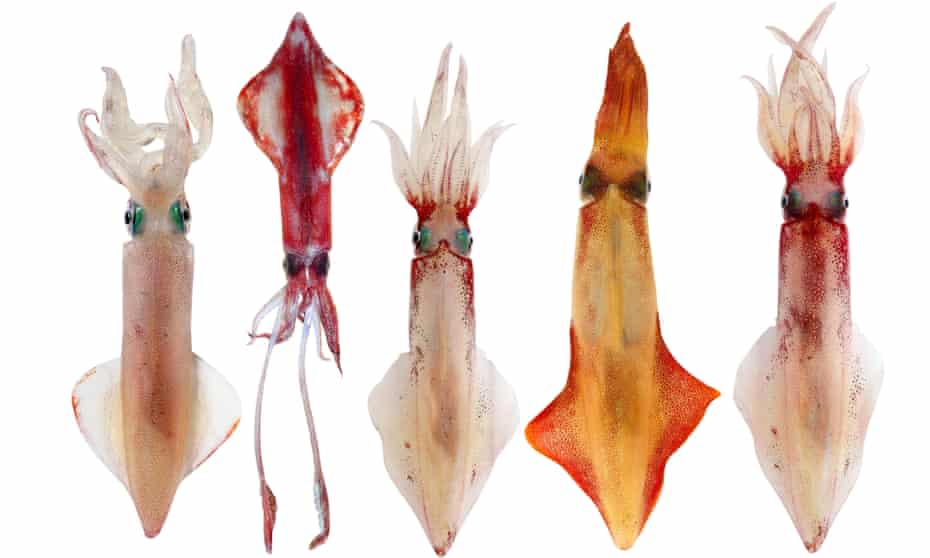 What is the best eating squid?