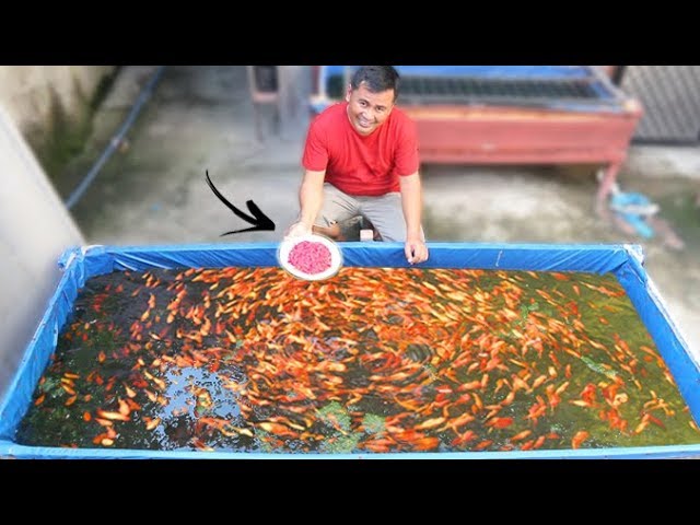 What is the best feed for fish?