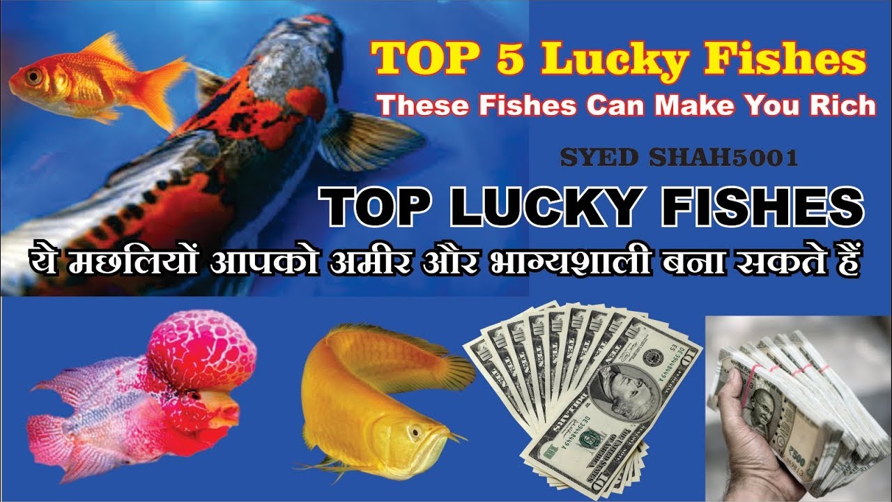 What is the best fish for the money?