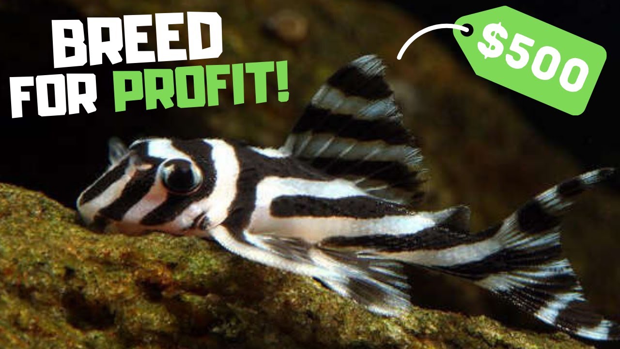 What is the best fish to breed for money?