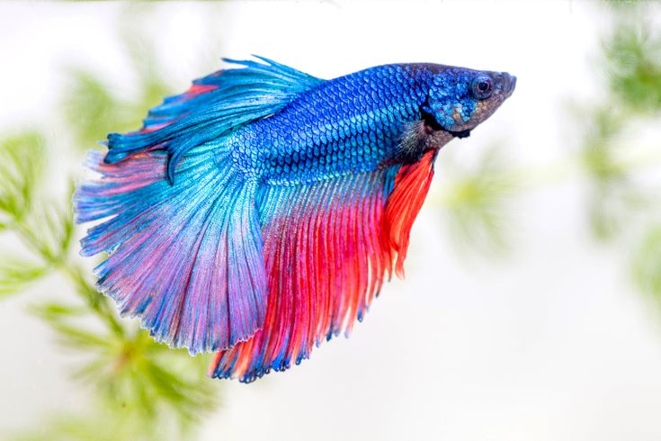 What is the best fish to buy as a pet?