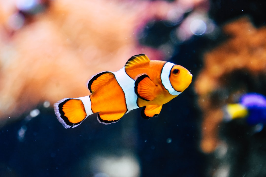 What is the best fish to buy?