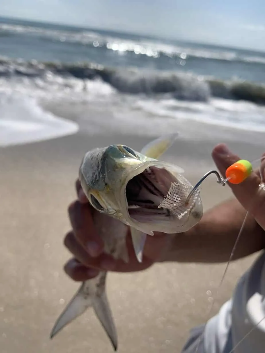 What is the best fish to catch on the beach?