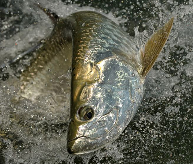 What is the best game fish to eat?