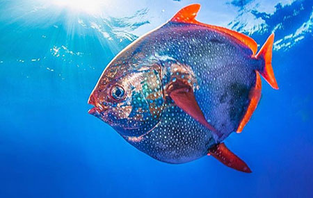 What is the best Hawaiian fish?