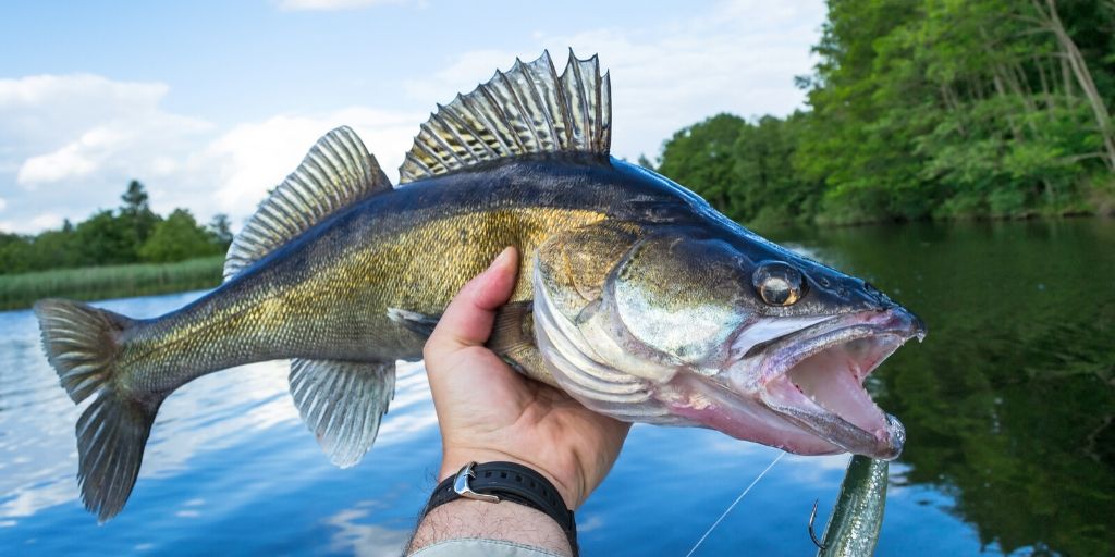 What is the best kind of fish to catch?