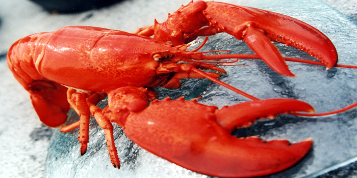 What is the best lobster in the world?