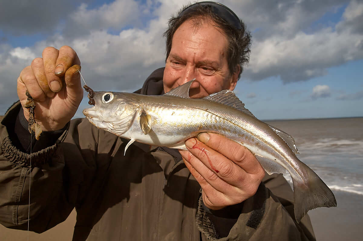 What is the best month to catch whiting?