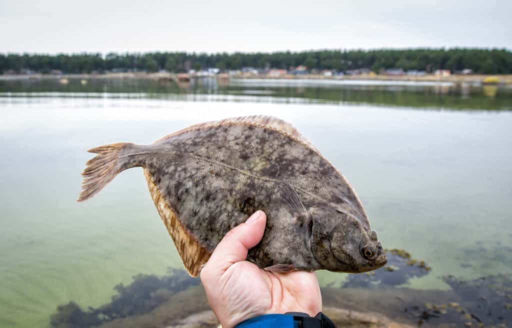 What is the best season for flounder?