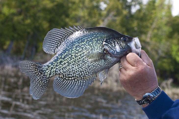 What is the best tasting freshwater fish?