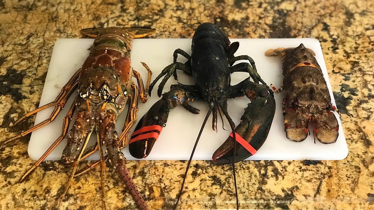 What is the best tasting lobster in the world?