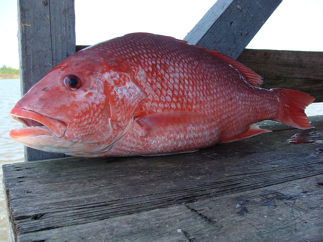 What is the best tasting saltwater fish to eat?