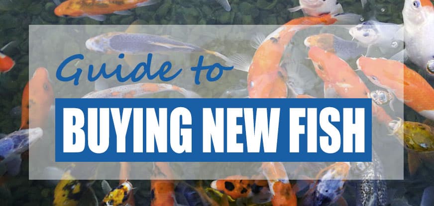 What is the best time for stocking fish?