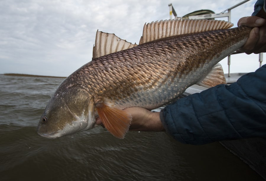 What is the best time of day to catch redfish?