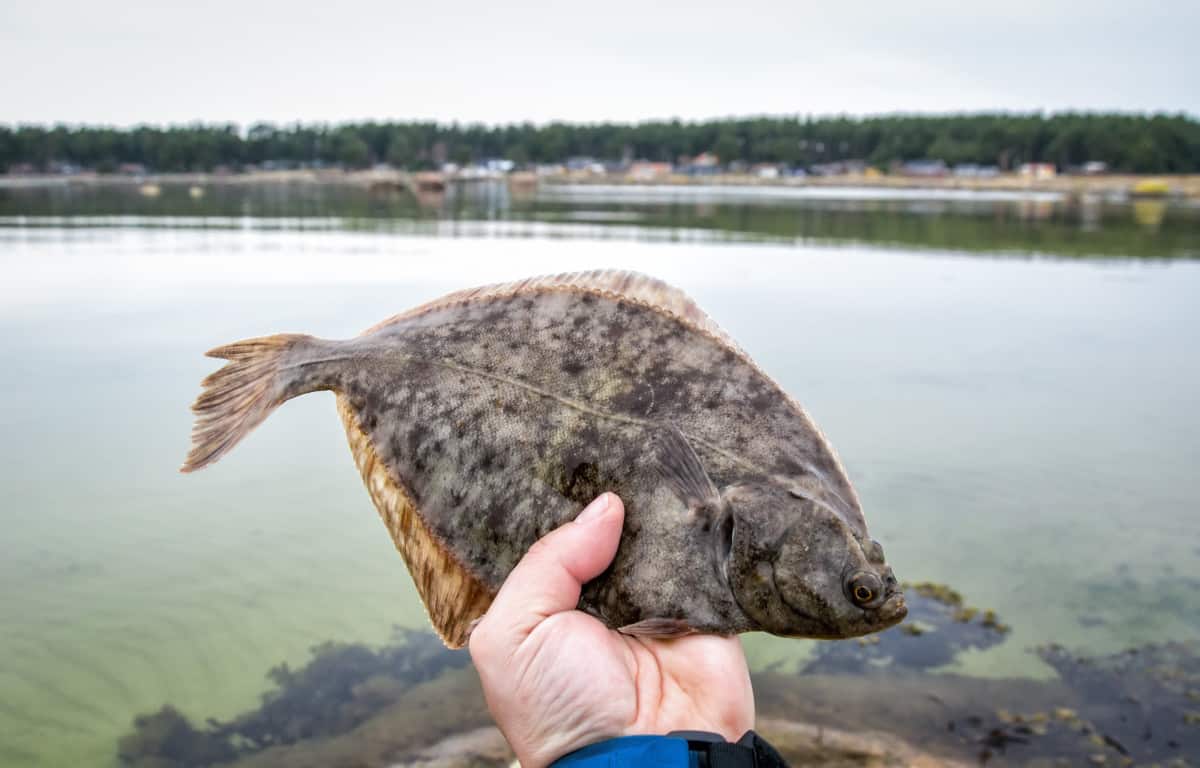 What is the best time to catch flounder?