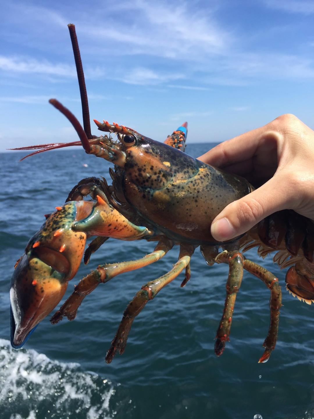 What is the best time to eat lobster in Maine?