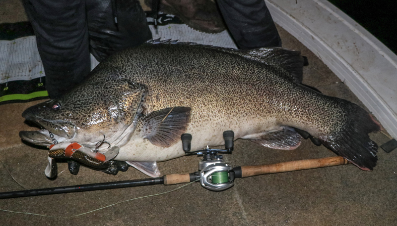 What is the best time to fish for Murray cod?