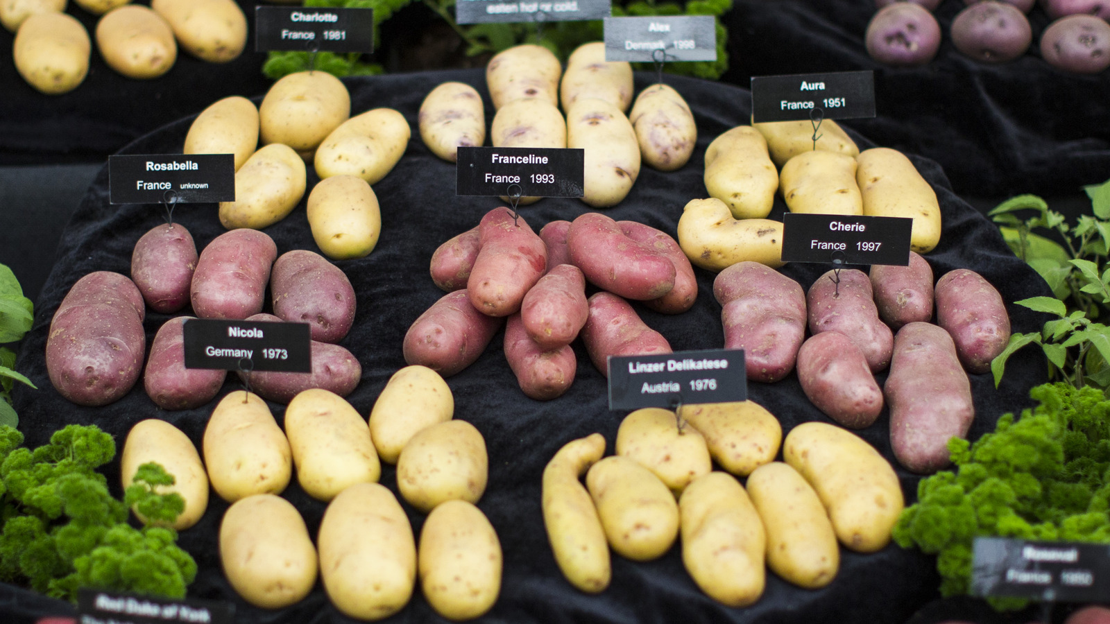 What is the best type of potato?