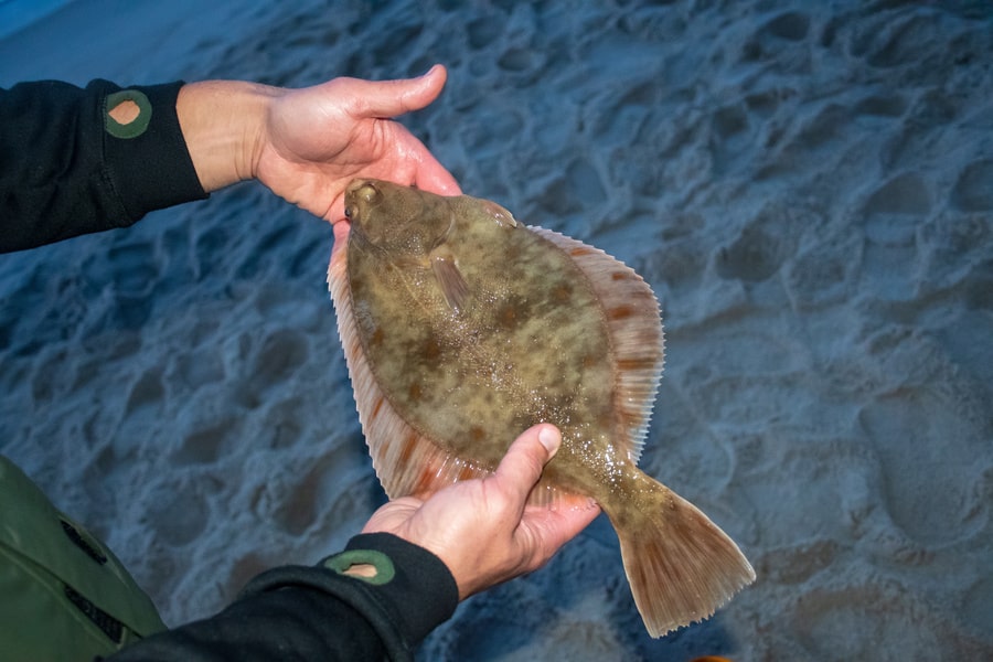 What is the best water temperature for flounder fishing?