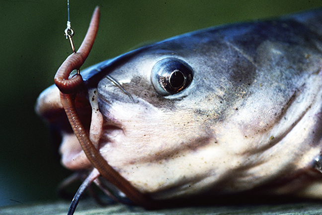 What is the best way to bait catfish?