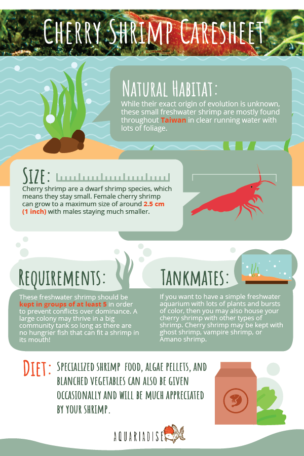 What is the best way to care for shrimps?