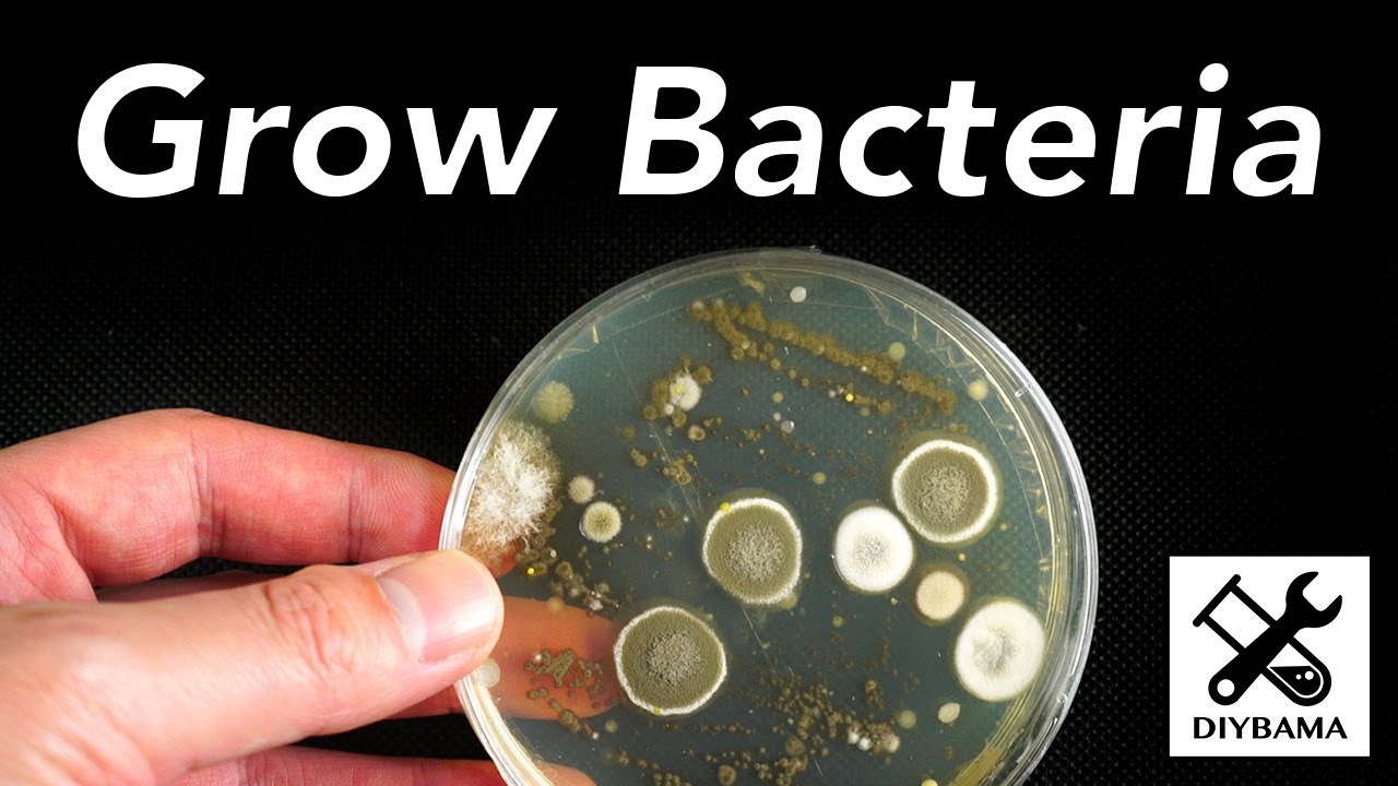 What is the best way to grow bacteria?