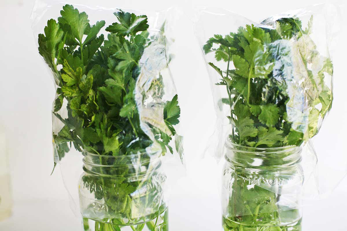 What is the best way to store cilantro and parsley?