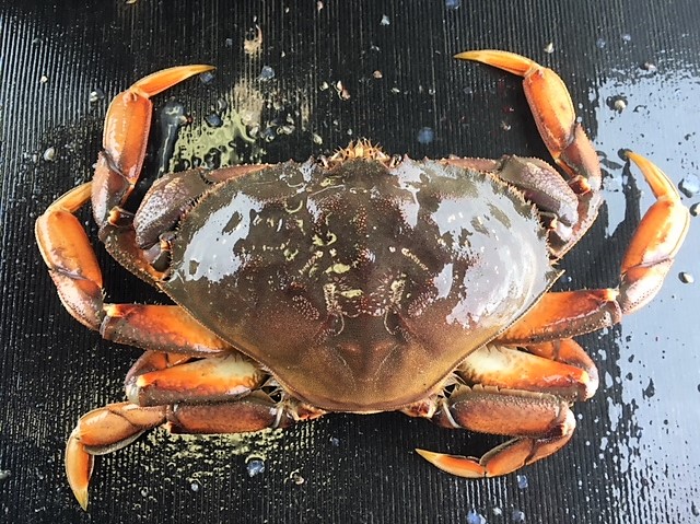 What is the biggest Dungeness crab?