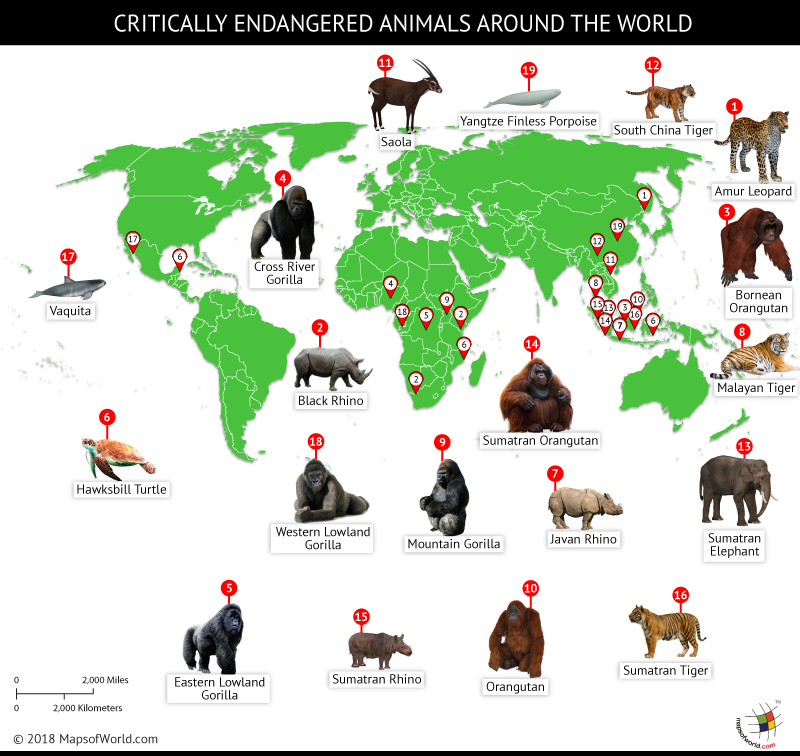 What is the biggest endangered animal in the world?