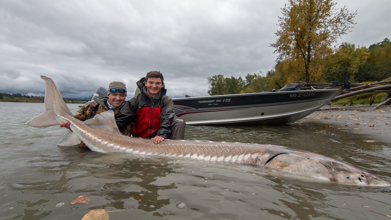 What is the biggest fish caught in river monsters?