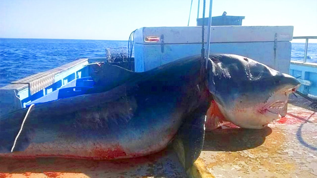 What is the biggest fish ever caught in the ocean?