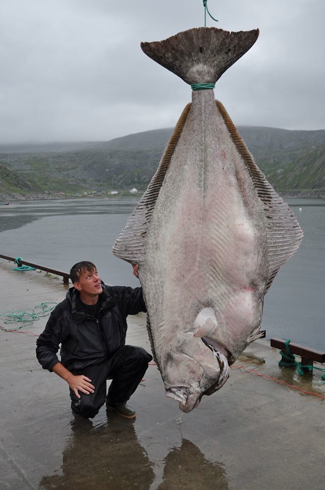 What is the biggest flatfish in the world?