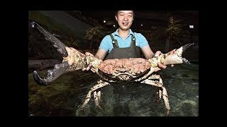 What is the biggest king crab ever caught?