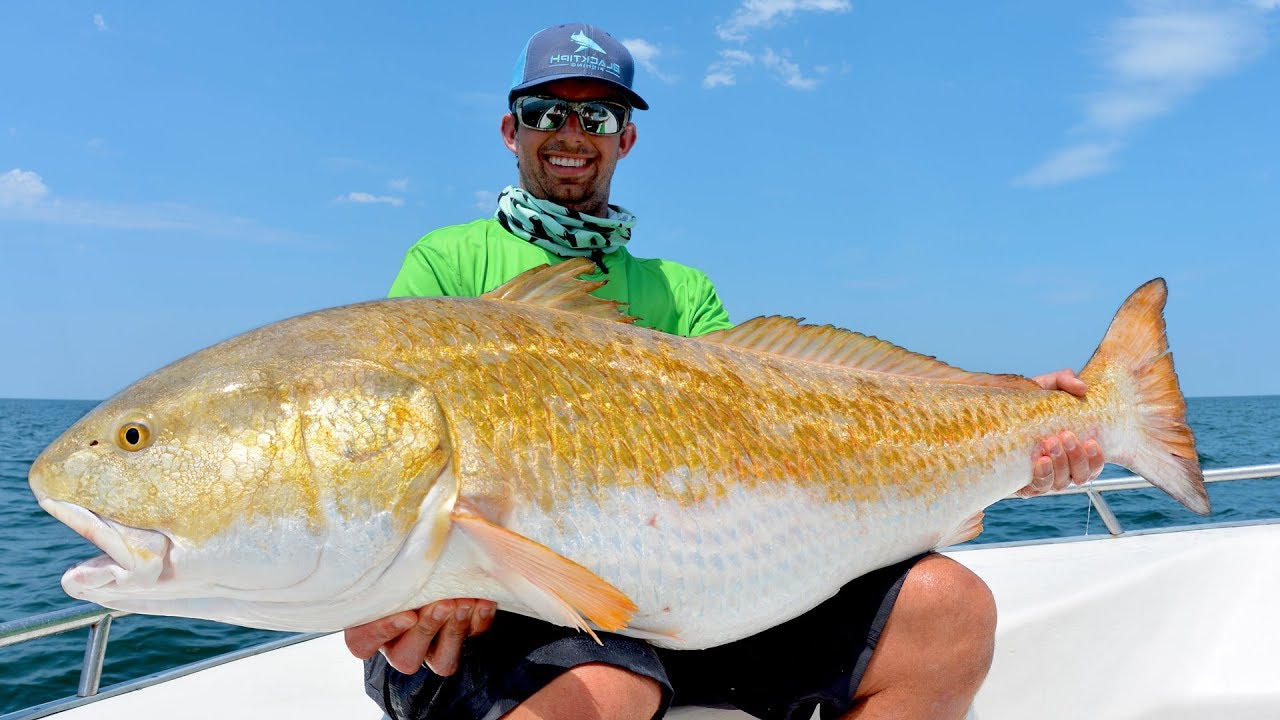 What is the biggest red drum ever caught?