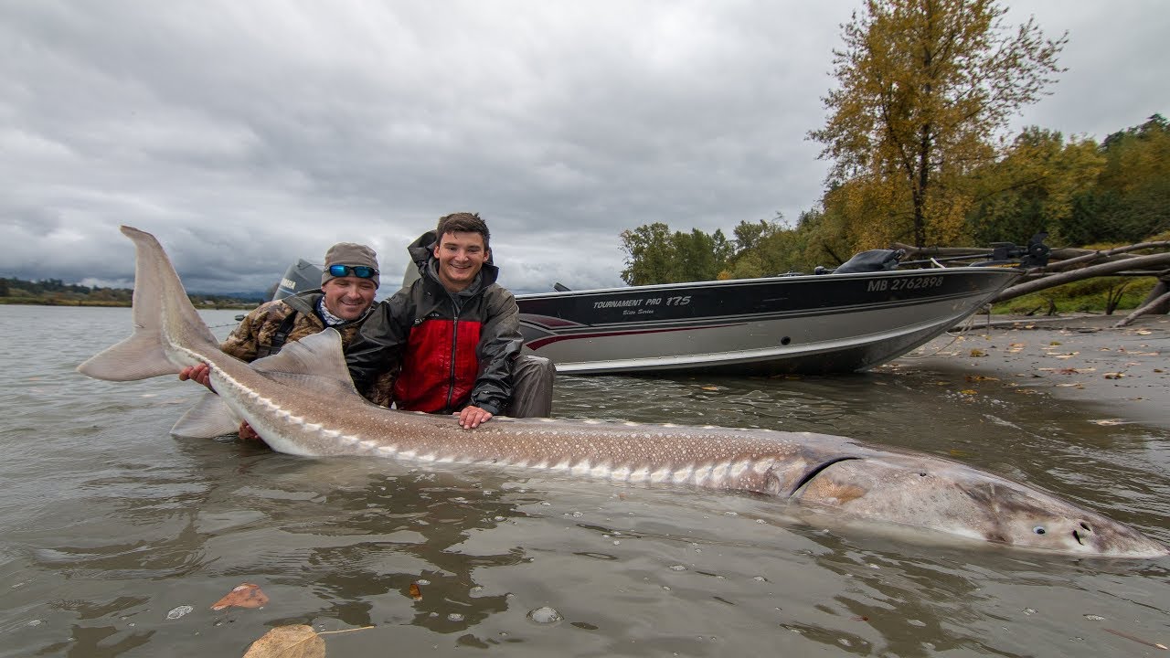 What is the biggest river monster?