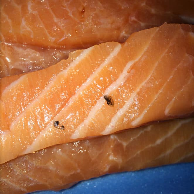 What is the black stuff in canned salmon?