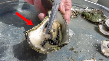 What is the black stuff inside an oyster?