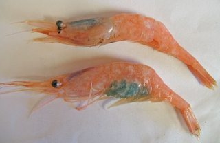 What is the blue stuff in shrimp?