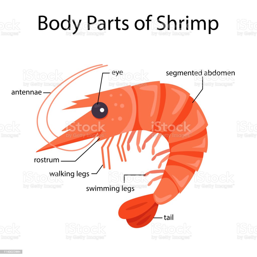 What is the body parts of shrimp and uses?