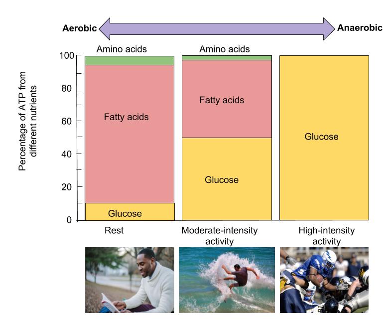 What is the body's best fuel sources?