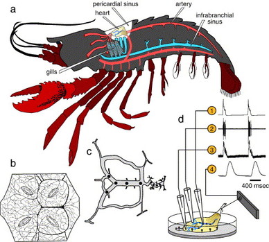 What is the breathing organ of lobster?